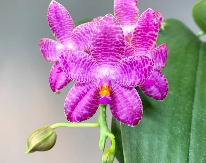 Phal Mok Choi Yew 'M507', Pretty and Fragrant With Big Foliage - Etsy