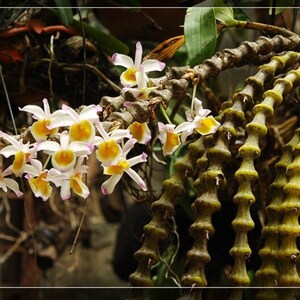 Dendrobium Pendulum Fragrant Long-lasting Flowers Stems With - Etsy