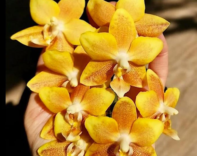 In Spike! Phal. KS Fragrance, Beautiful Flowers, Multiflora, Strong ...