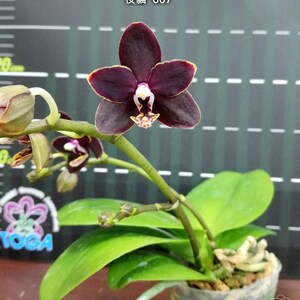 In Spike/bloom Phal. Chiada Stacy '607' Multiflora, Long Lasting Flower ...