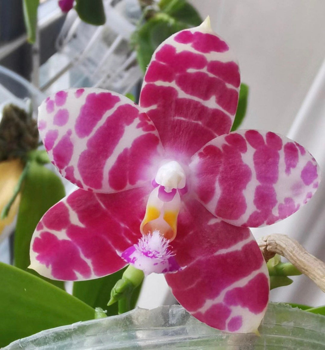 Phal. KS Super Zebra “M10”, Fragrant, Easy to Grow - Etsy