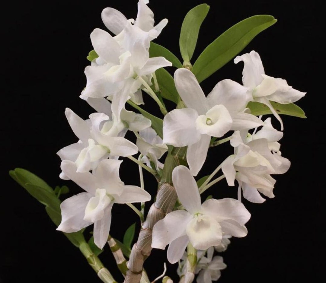 Very Rare Dendrobium Nobile Var Alba, Fragrant, Orchid Species - Etsy