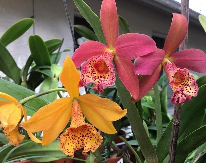 In Spike! Rby. Copper Queen 'H&R', Very Fragrant - Etsy