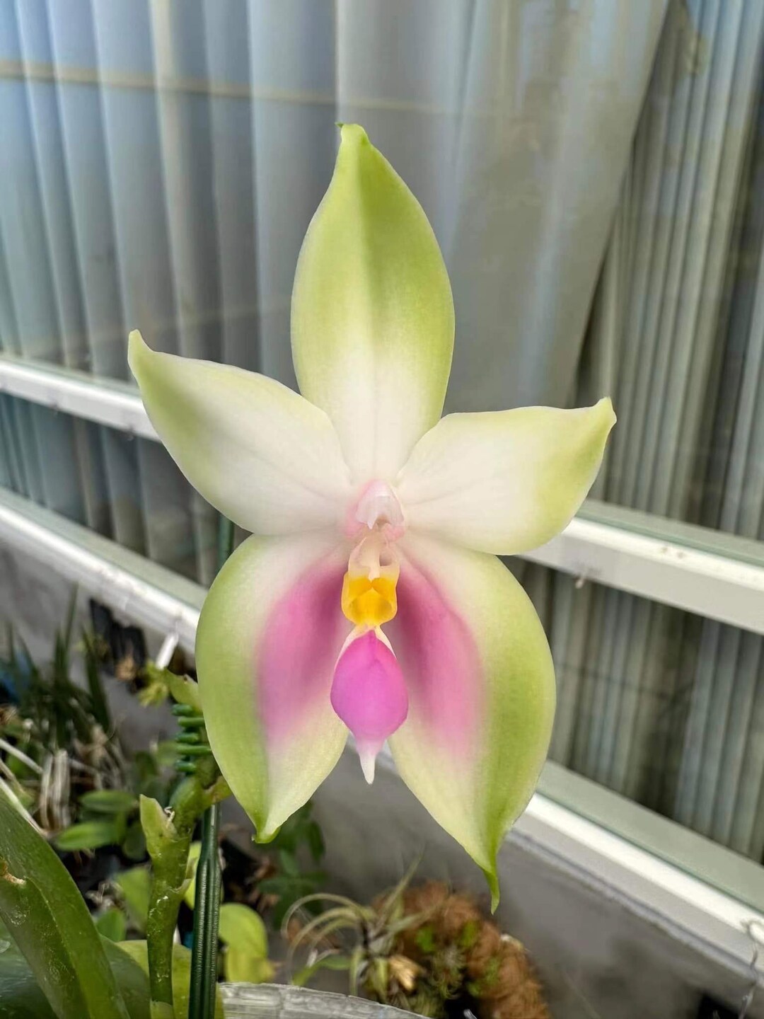 In Spike! Phal. Bellina Pink X Sib, Very Pretty and Fragrant - Etsy