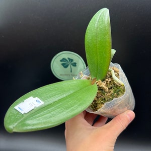 Phal. Miki Black Angel '364', Unique Dark Colored Flowers - Etsy