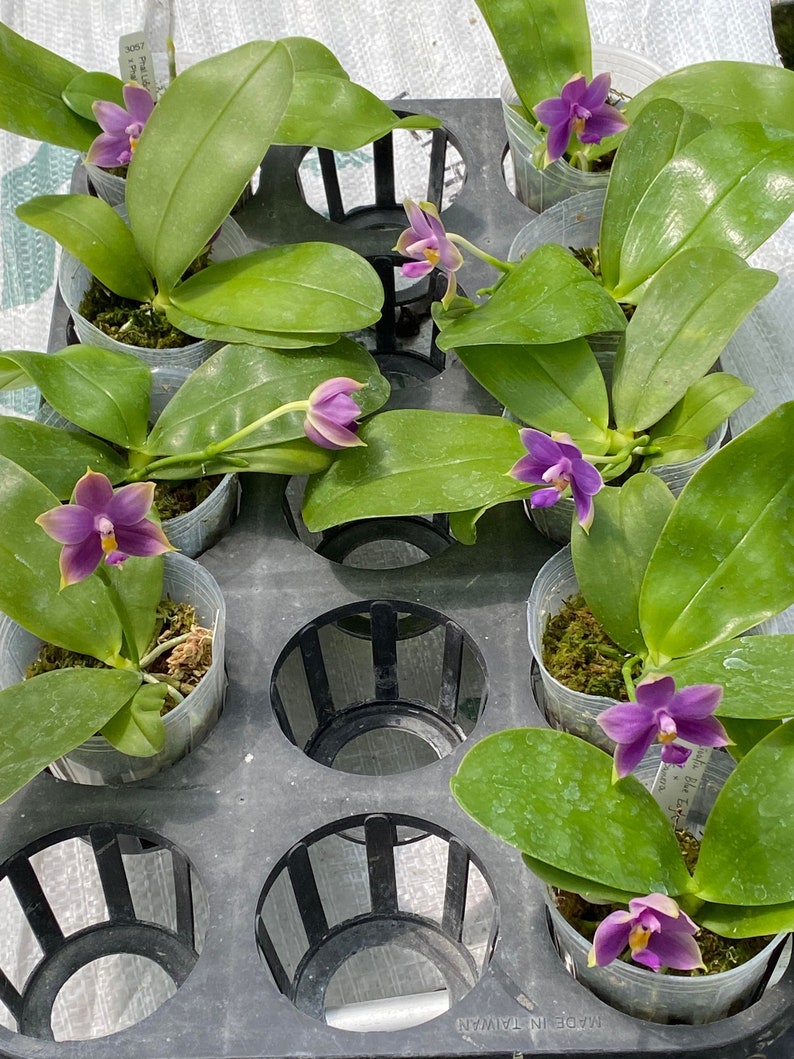 Phal. Lioulin Blue Eagle X Phal. Samera 3057 - Etsy