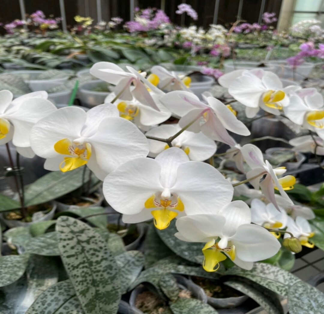 Rare and Mottled Leaves Phal. Kung's Amar Philip ' - Etsy