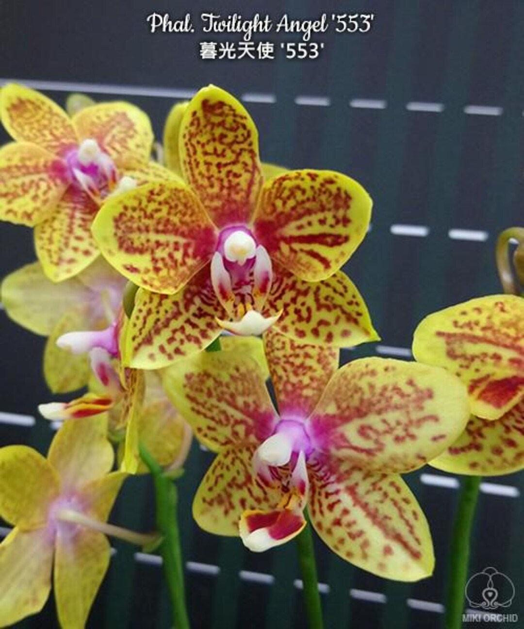 In Spike/bloom! Phal. Twilight Angel '553', Multiflora - Etsy