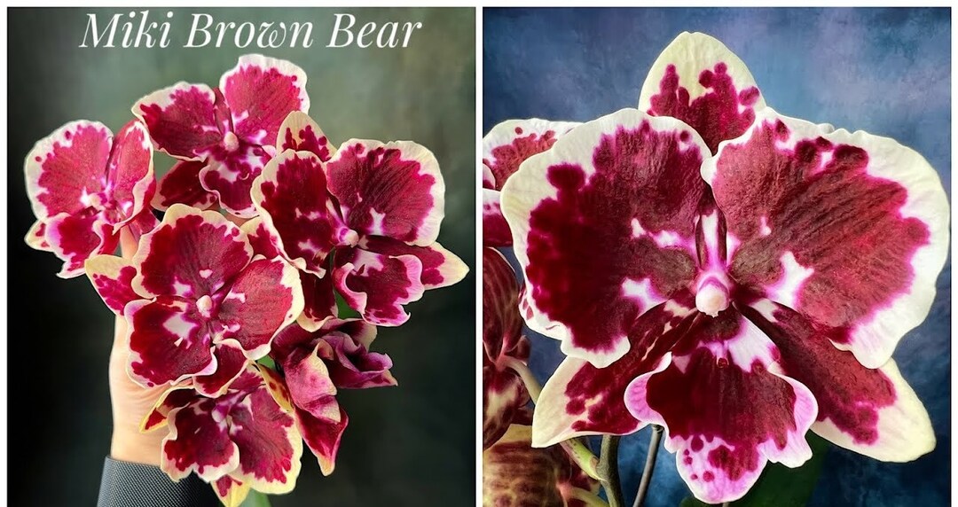 Phal. Miki Brown Bear, Big Lip - Etsy