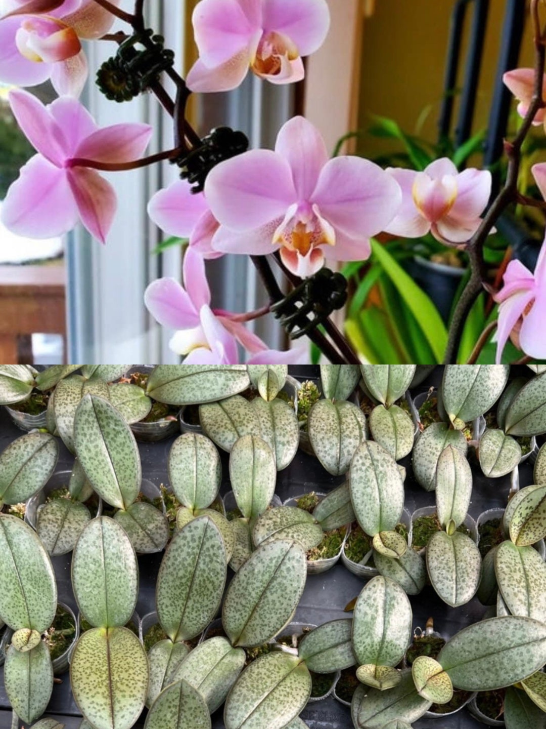 Phal. Pinlong Cheris Mottled Foliage and Sweet Fragrance - Etsy