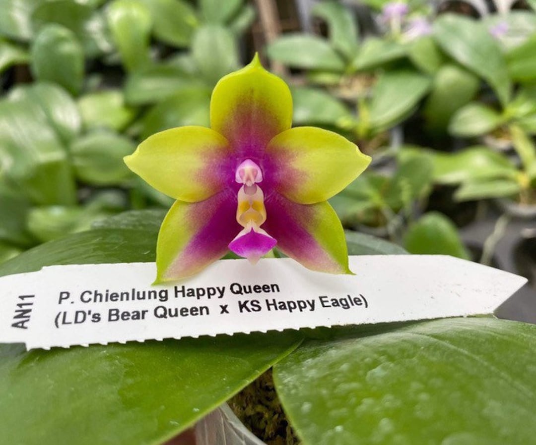 Phal. Chienlung Happy Queen AN11 Fragrant - Etsy