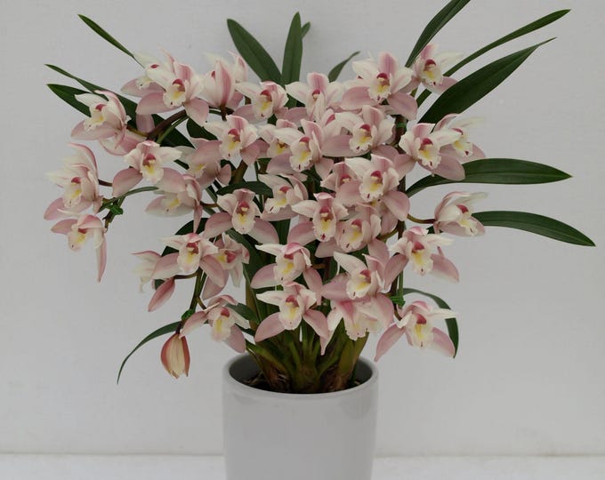 Cymbidium Oberon Tiger ‘yukiichigo’, Lovely Flowers, Imported From ...