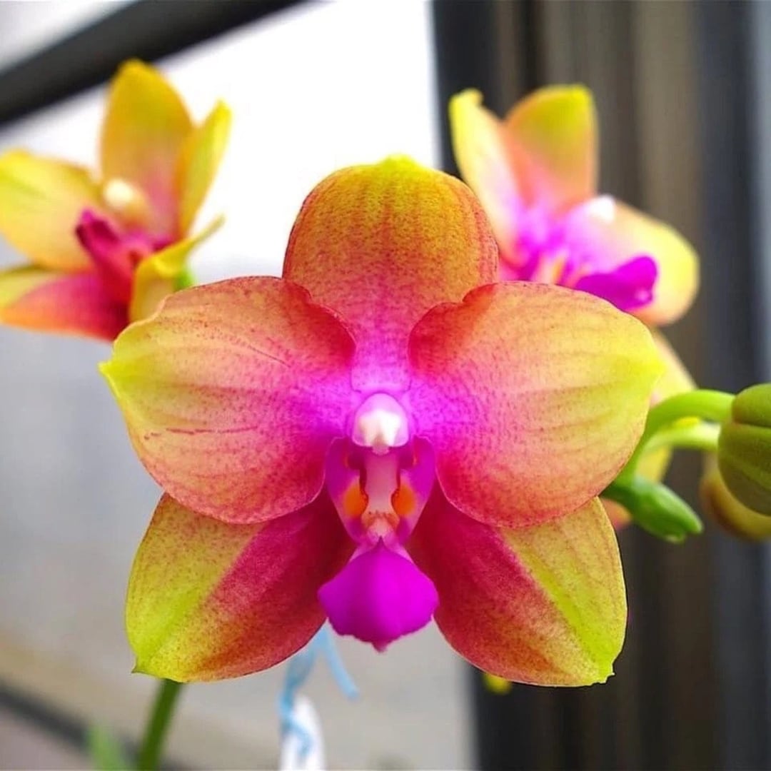 Phal. Allura 'al's Rainbow', Fragrant - Etsy