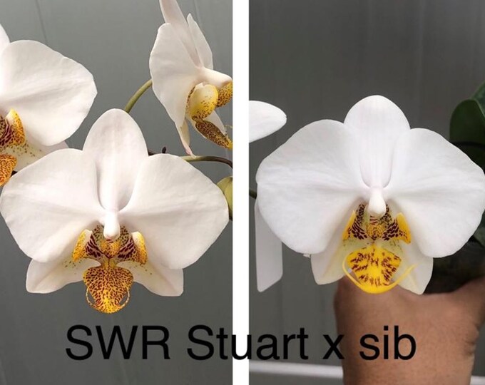 Phal. SWR Stuart X Sib, Fragrant and Mottled Leaf - Etsy