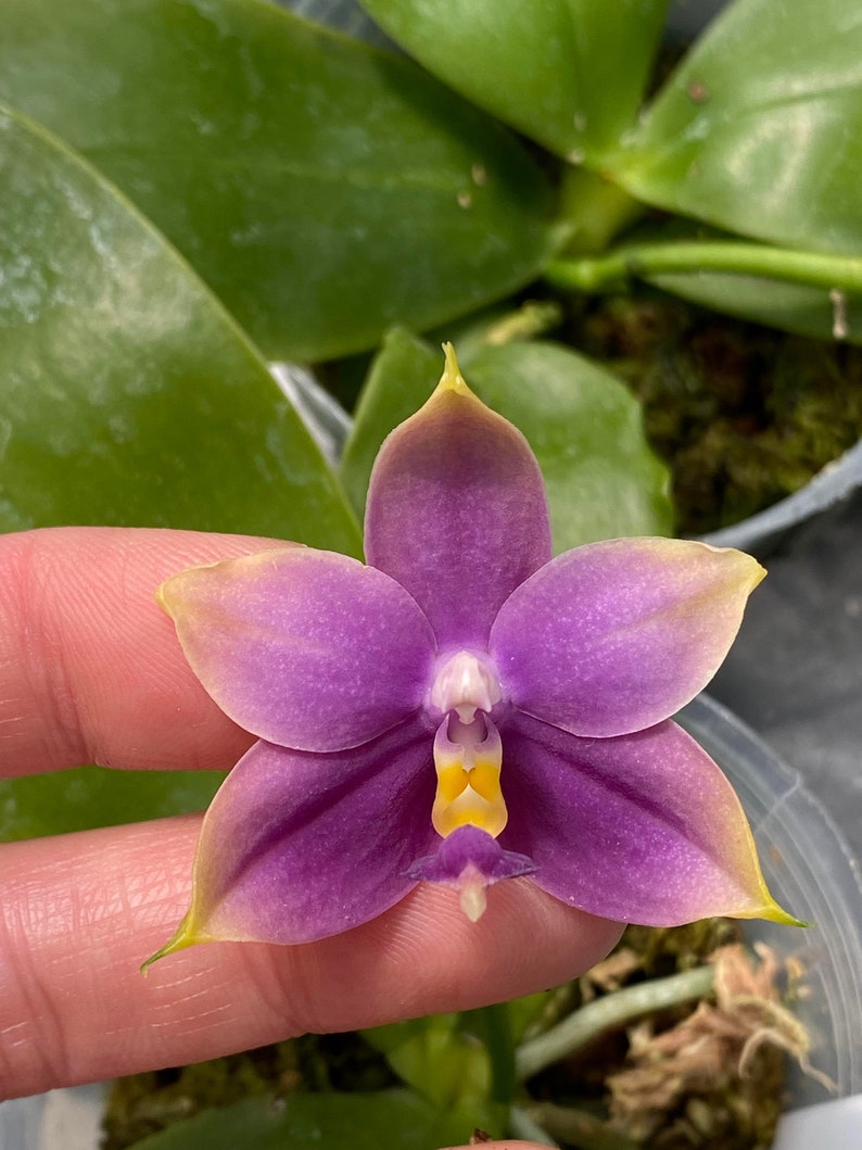 Phal. Lioulin Blue Eagle X Phal. Samera 3057 - Etsy