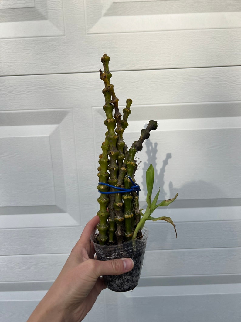 Dendrobium Pendulum Fragrant Long-lasting Flowers Stems With - Etsy