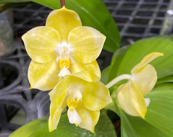 In Spike and Very Fragrant Phal. Mituo Golden Tiger 'yellow Dragon ...