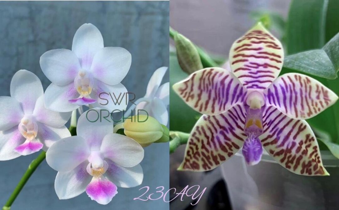 In Spike!rare-cross! Phal. SWR Snowflake X Lueddemanniana F. Coerulea ...