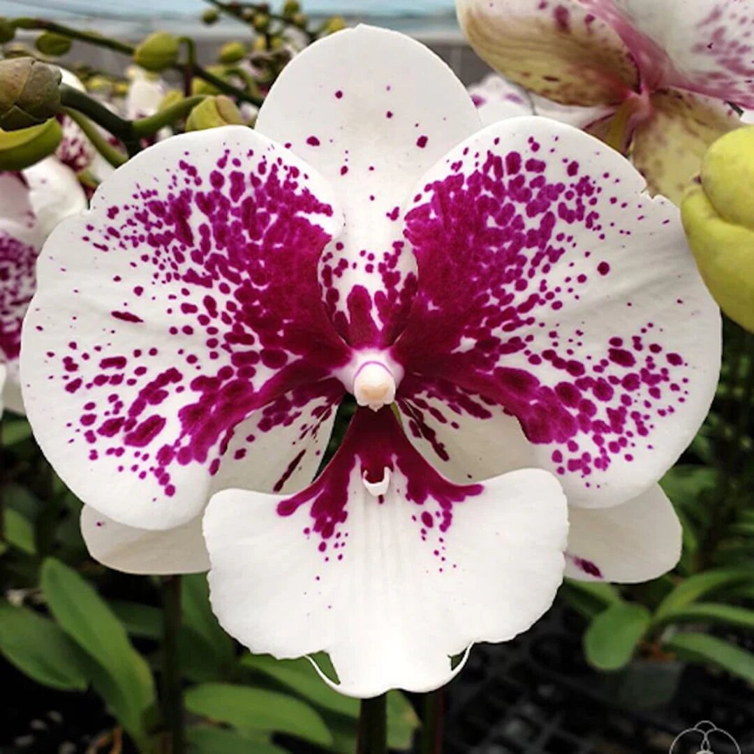 Phal. Miki Dancer '63', Big Lips - Etsy