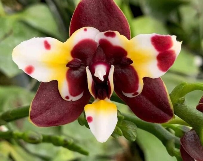 Phal. Yaphon Star Diamond ‘AN6602’ (peloric) AM/AOS, Fragrant! - Etsy