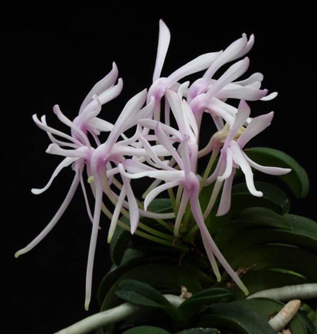 Neofinetia Falcata seikai 青海, Peloric Flower, Fragrant - Etsy
