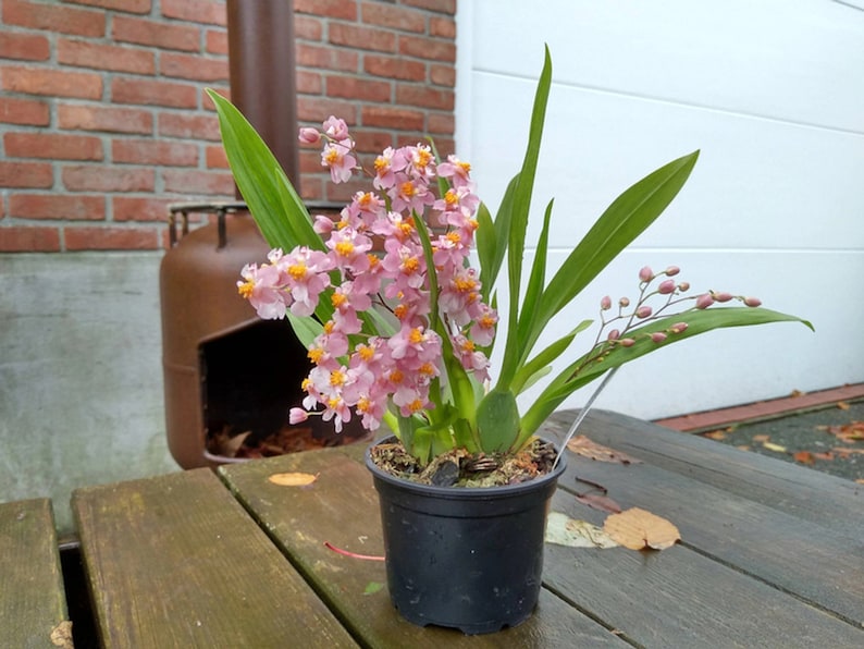 In Spike! Onc. Tsiku Marguerite Chian-tzy Yearning, Amazing Fragrance ...