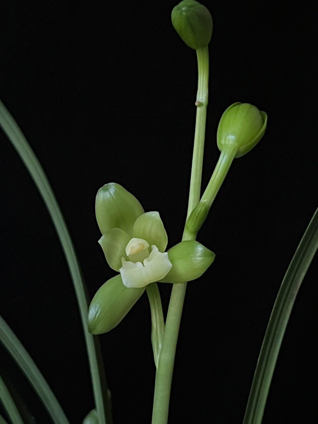 Cymbidium Ensifolium ‘green Cystal’, 建兰 ‘翠玉荷’, Green Flowers and Easy ...