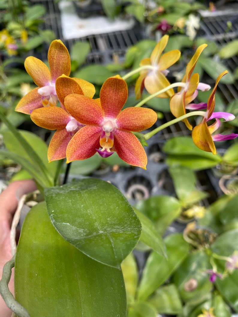 Phal. happy Fan Sir X Yaphon Oh Mygod 2848A Fragrant - Etsy
