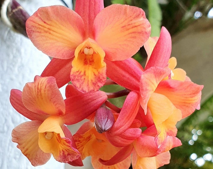 Mini Cattleya Tangerine Fire 'mini Sun', Mini Orchid - Etsy