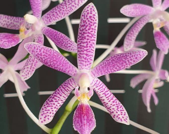 In Spike! Phal. Nancy Bechtol 'maria', Elegant Orchid With Pretty ...