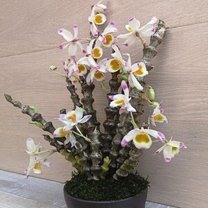 Dendrobium Pendulum Fragrant Long-lasting Flowers Stems With - Etsy