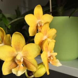 In Spike Phal. KS Balm 'yellow Chocolate', Reddish Foliage and Very ...