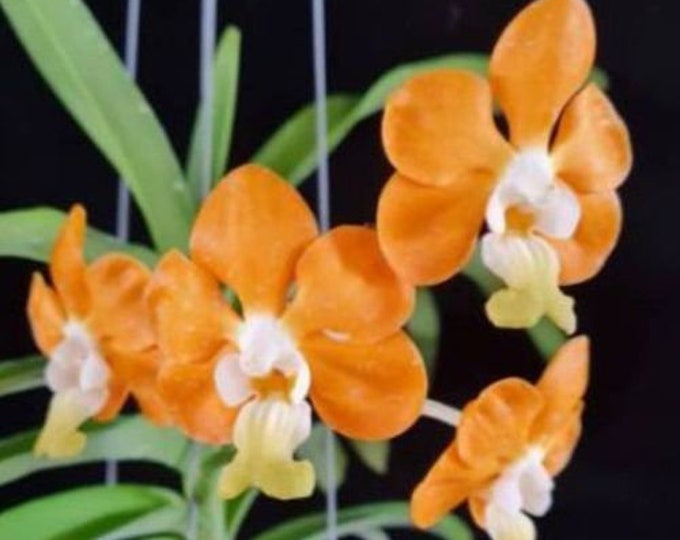 Mini Vanda Denisoniana 'orange' × Sib' , Delightful Fragrance, Easy to ...
