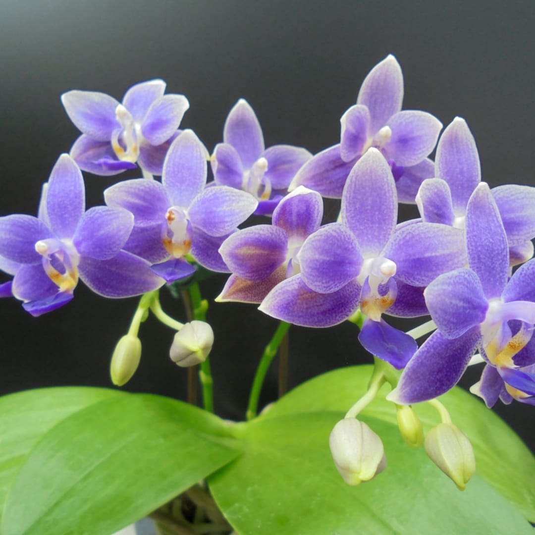 Phal. Equalacea, Multiflora, Very Fragrant and so Blue! - Etsy