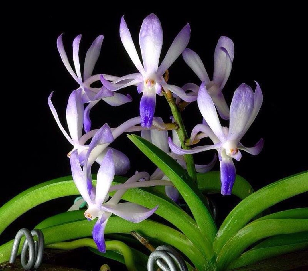 Mini Vanda, Vandachostylis Baby Angel (lou Sneary X V. Falcata) - Baby ...