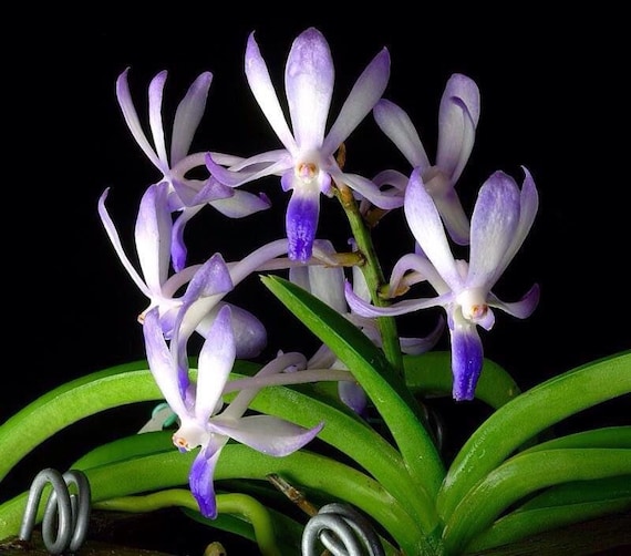 Mini Vanda Vandachostylis Baby Angel lou Sneary X V. - Etsy