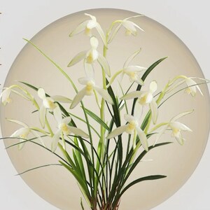 Cymbidium Ensifolium “qing Shan Yu Quan (green Mountain Jade Spring ...