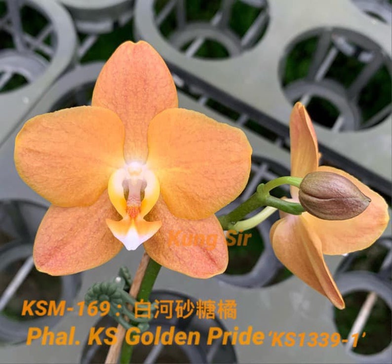Phal. KS Golden Pride KSM-169 - Etsy