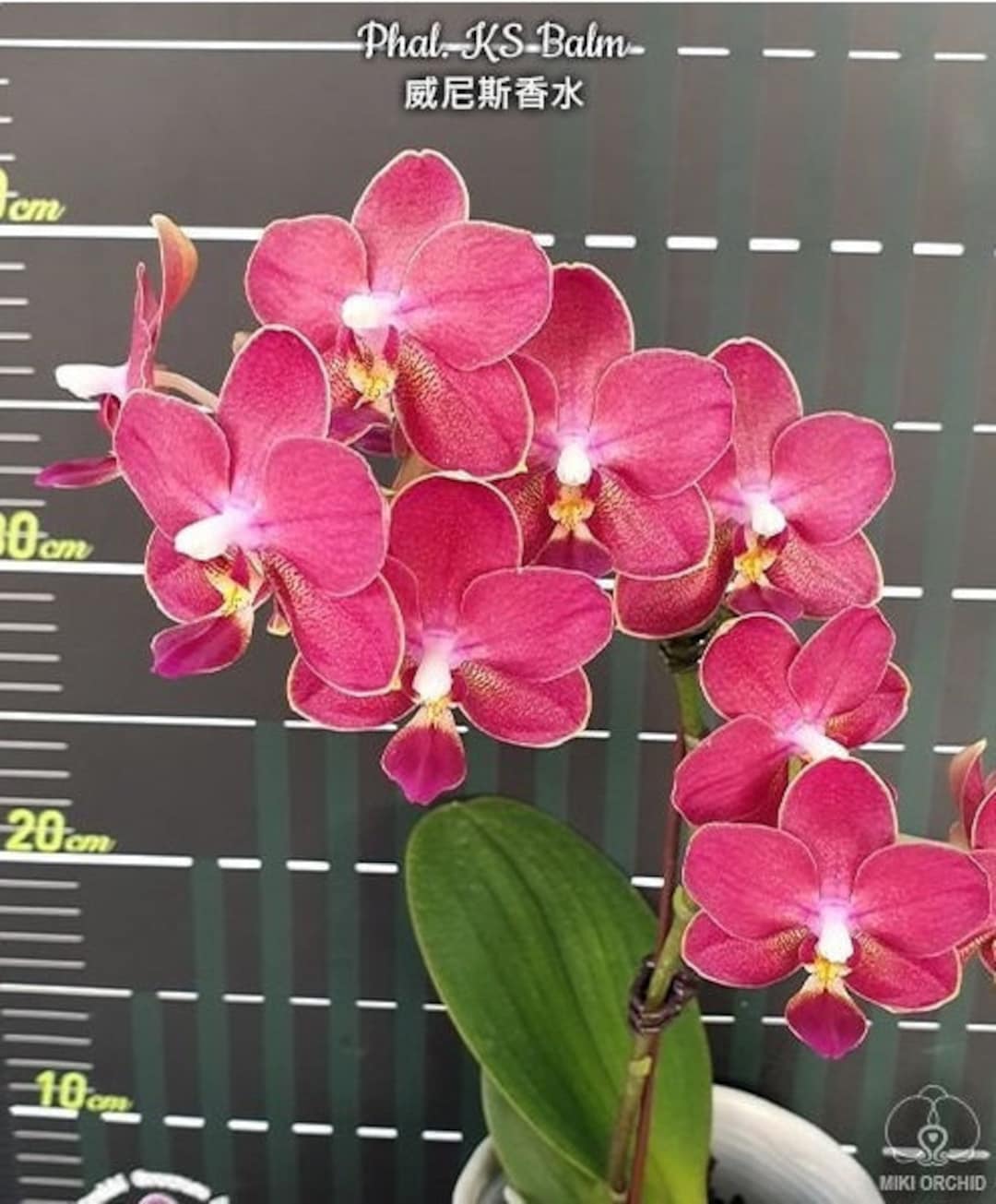 Phal. KS Balm, Very Frangrant With Beautiful Flowers - Etsy