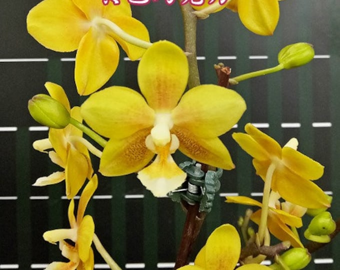 In Spike! Phal. KS Balm 'yellow Chocolate', Reddish Foliage and Very ...
