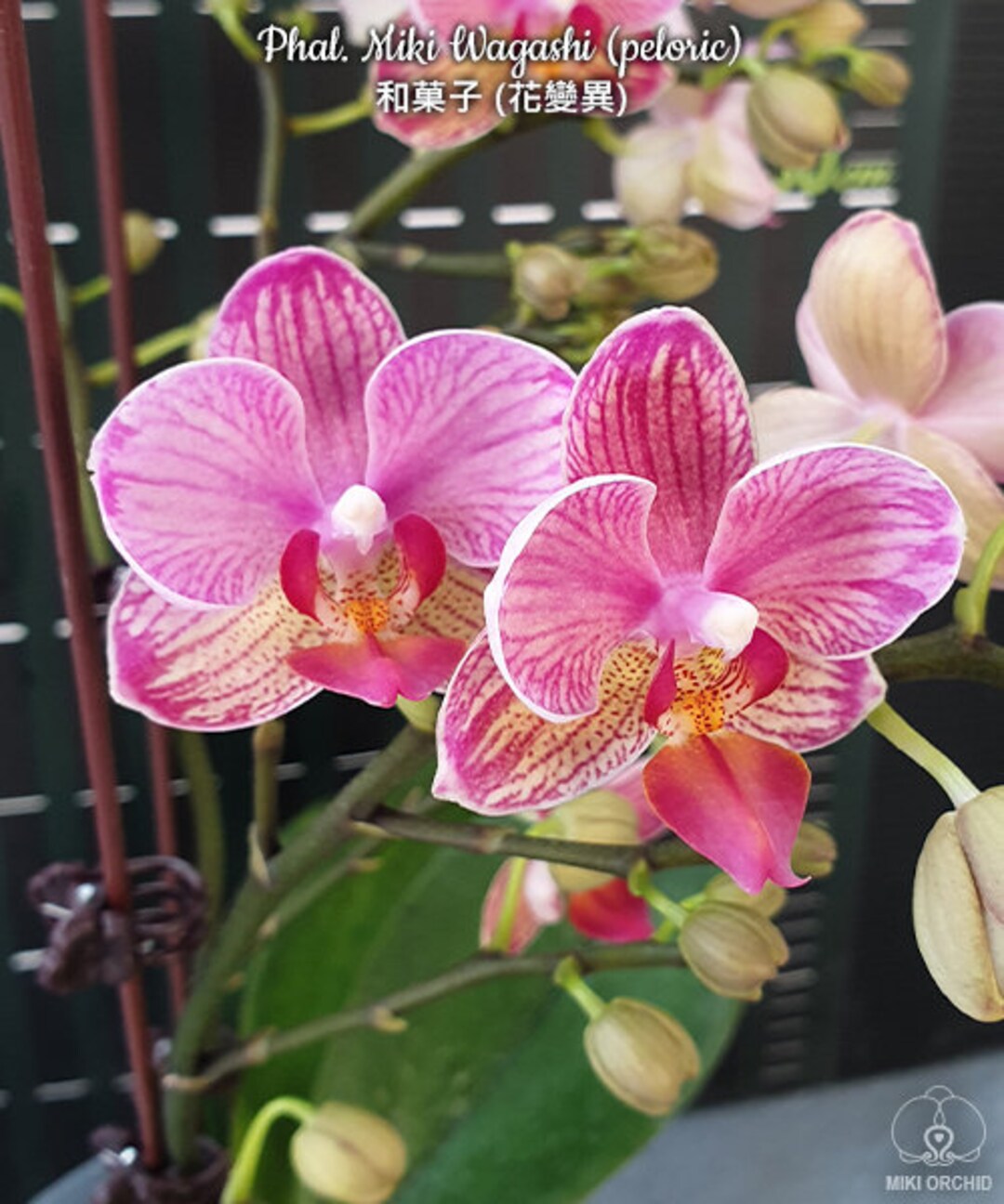 Phal. Miki Wagashi peloric Fragrant Multiflora B4 - Etsy