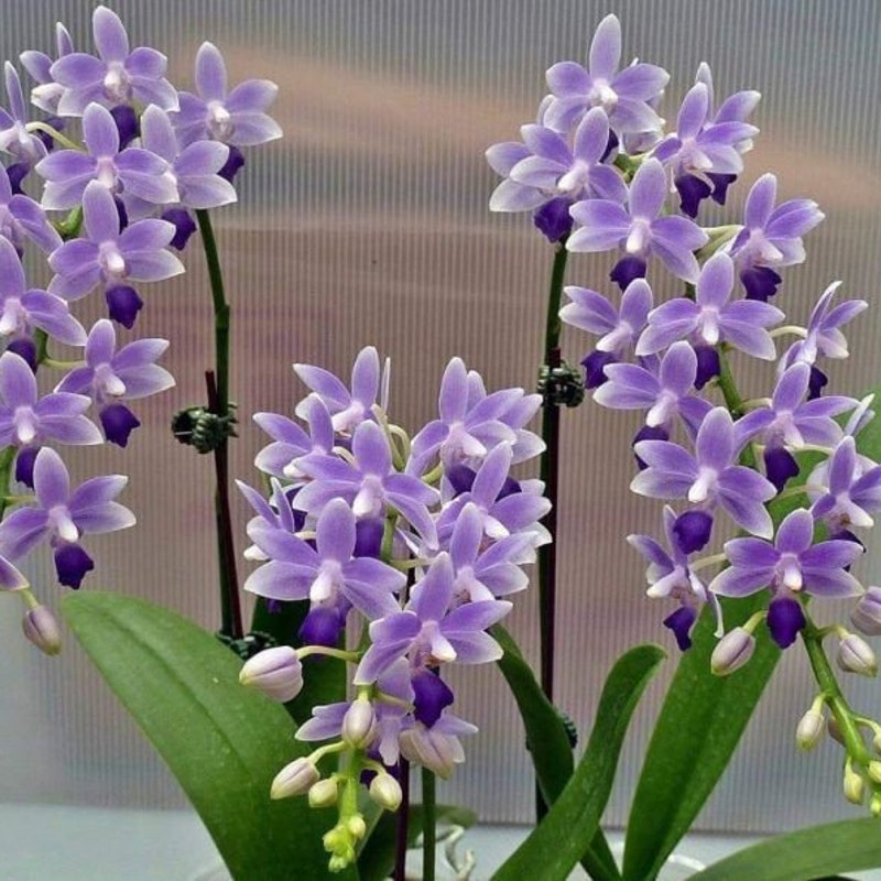 Purple Star Fragrance - Etsy