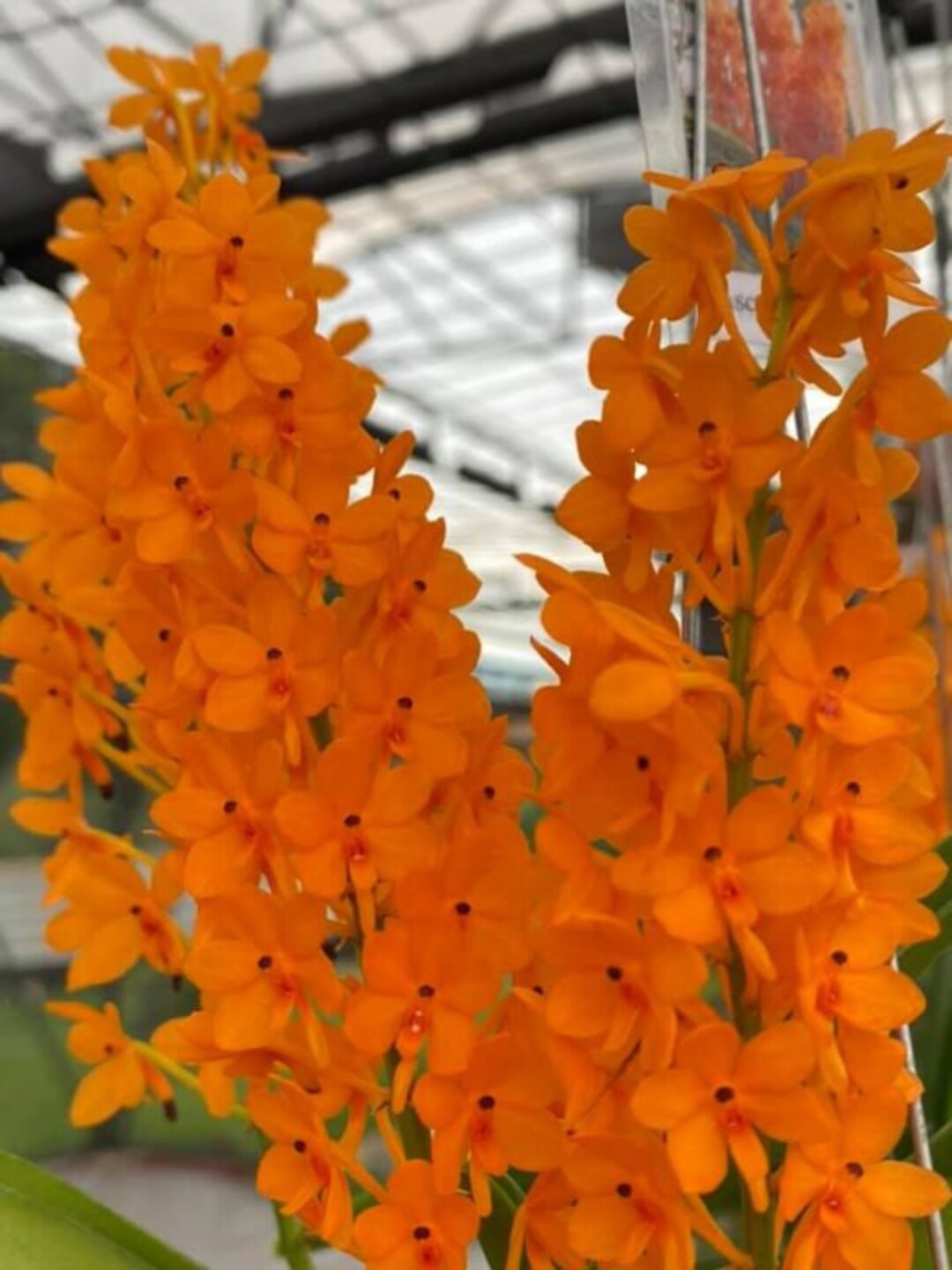 Mini Vanda (ascocentrum) Miniatum ‘sharon Garrett’ AM/AOS, Mini Orchid ...