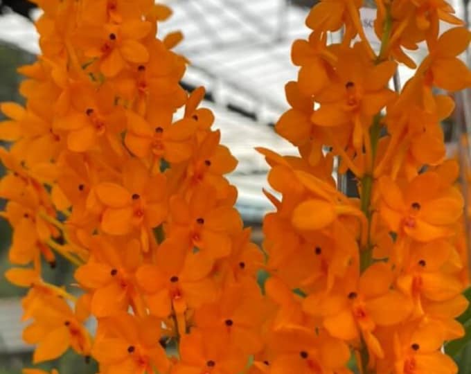 Mini Vanda (ascocentrum) Miniatum ‘sharon Garrett’ AM/AOS, Mini Orchid ...