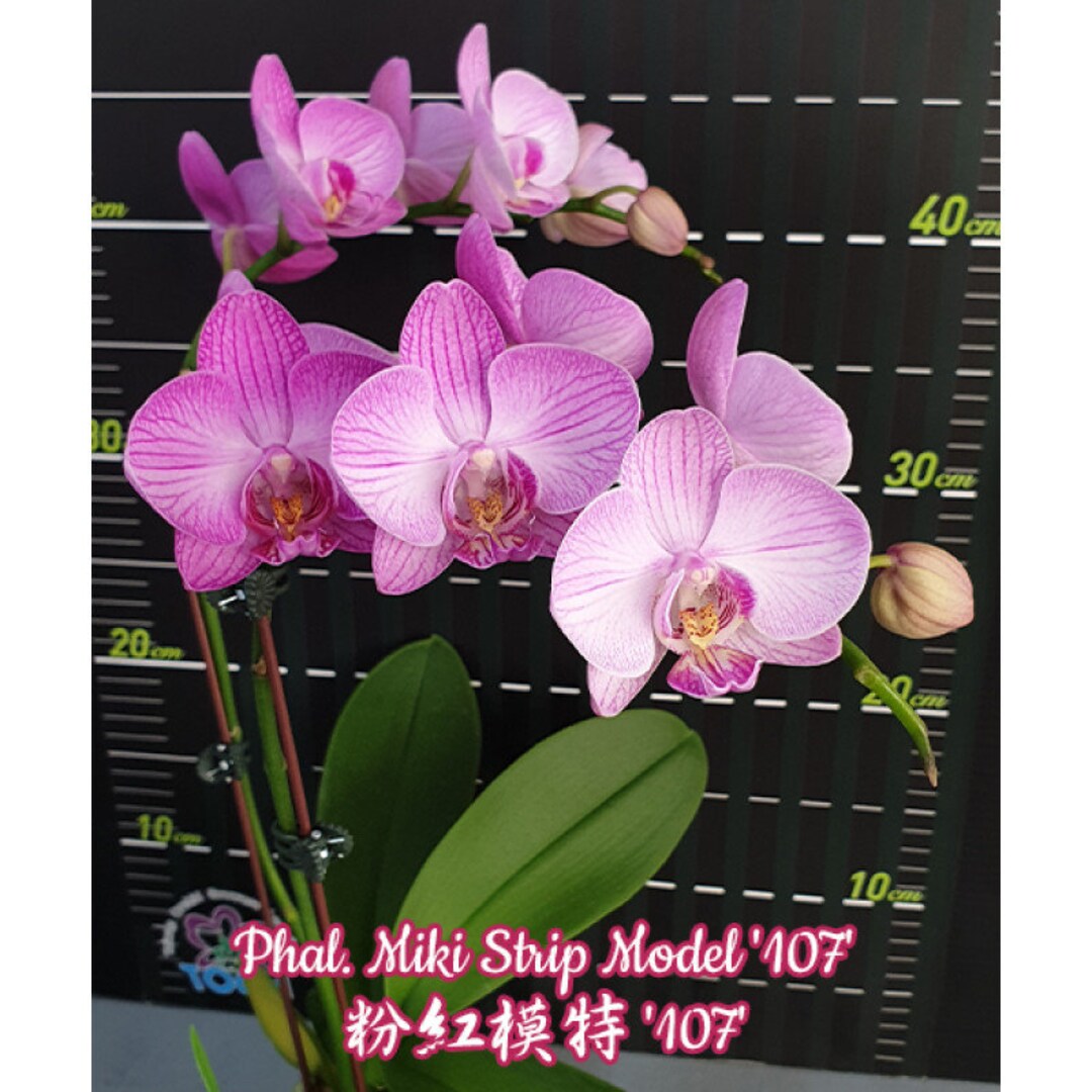 Phal. Miki Strip Model '107', Multiflora Pink Flowers - Etsy