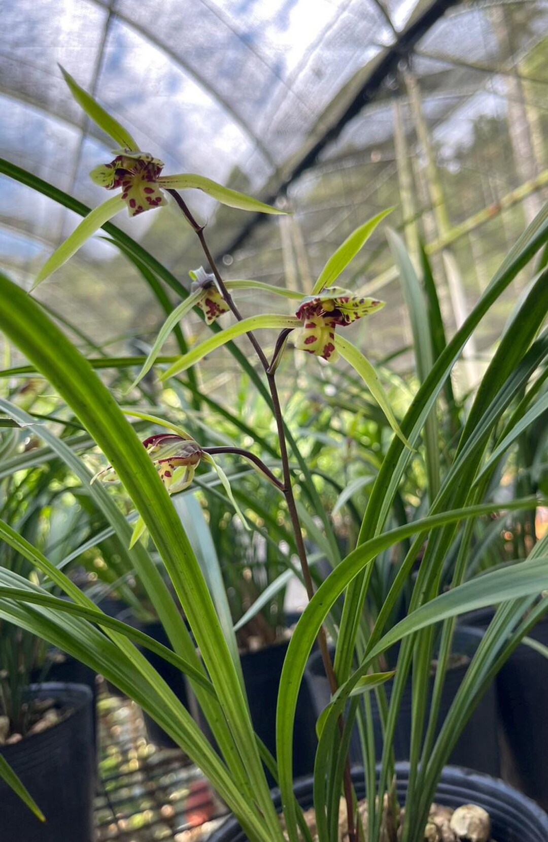 Cymbidium Kanran ‘xiong Hu’ (male Tiger), 寒兰-雄虎, Pretty and Fragrant - Etsy