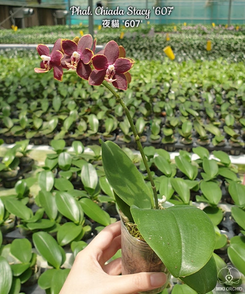 Phal. Chiada Stacy '607' Multiflora Long Lasting - Etsy