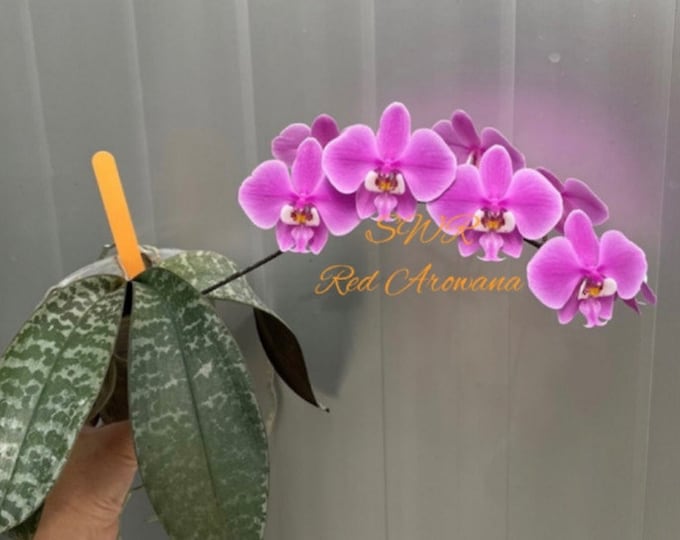 Phal. Schilleriana ‘red Arowana’ (M974), All-day Fragrant With ...