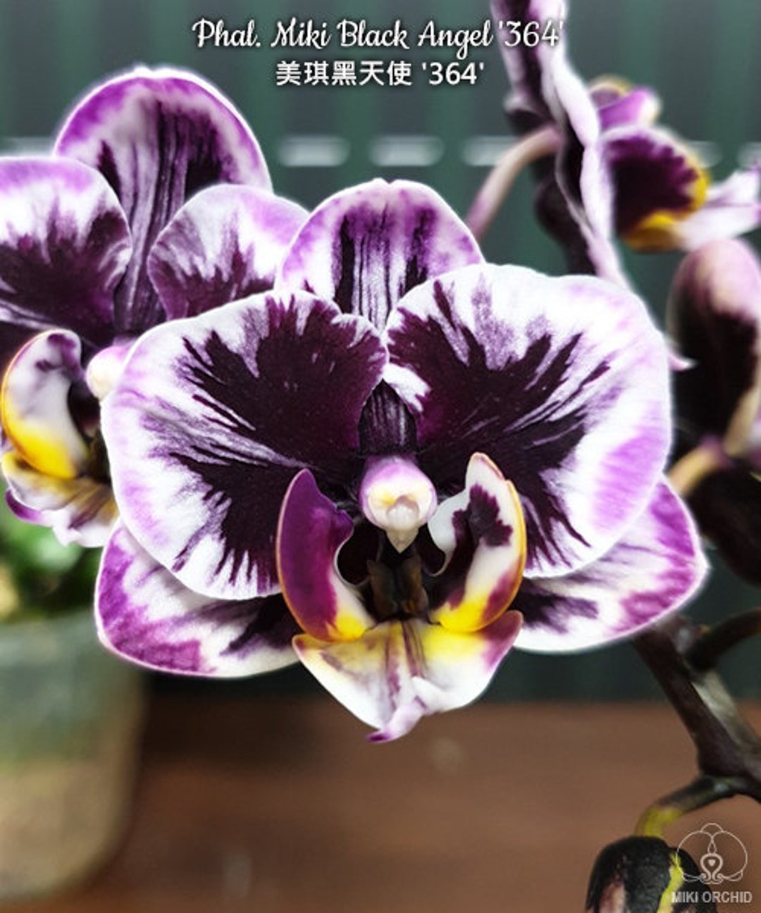 Phal. Miki Black Angel '364', Unique Dark Colored Flowers - Etsy