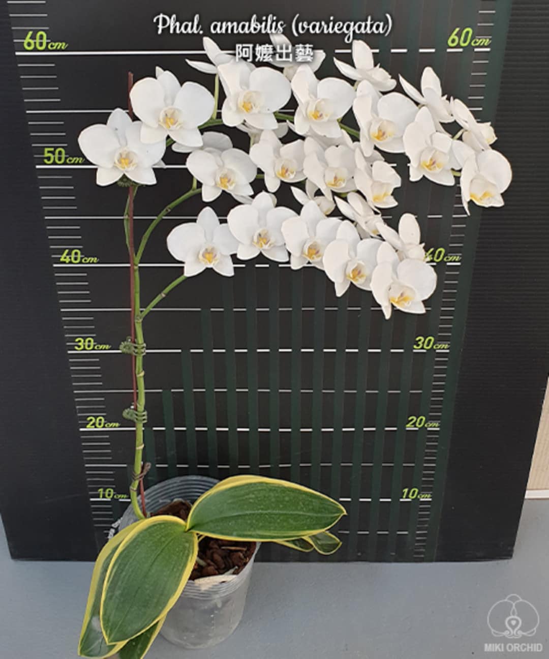 Rare Phal. Amabilis variegata Orchid Species - Etsy